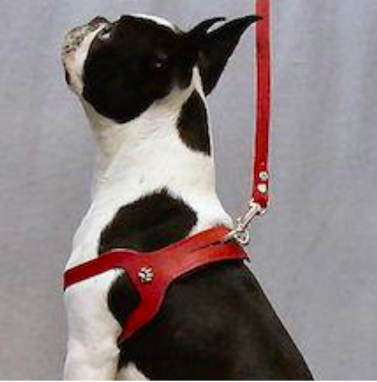 Contact Us | Professional Dog Training Services